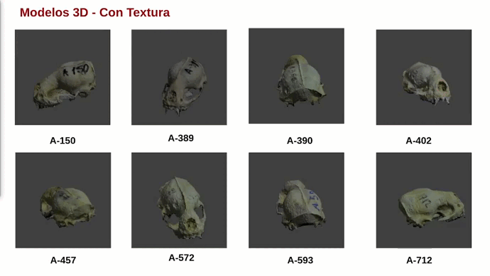 Modelos - Adquisición y Análisis de Datos Morfométricos Craneales Multidimensionales